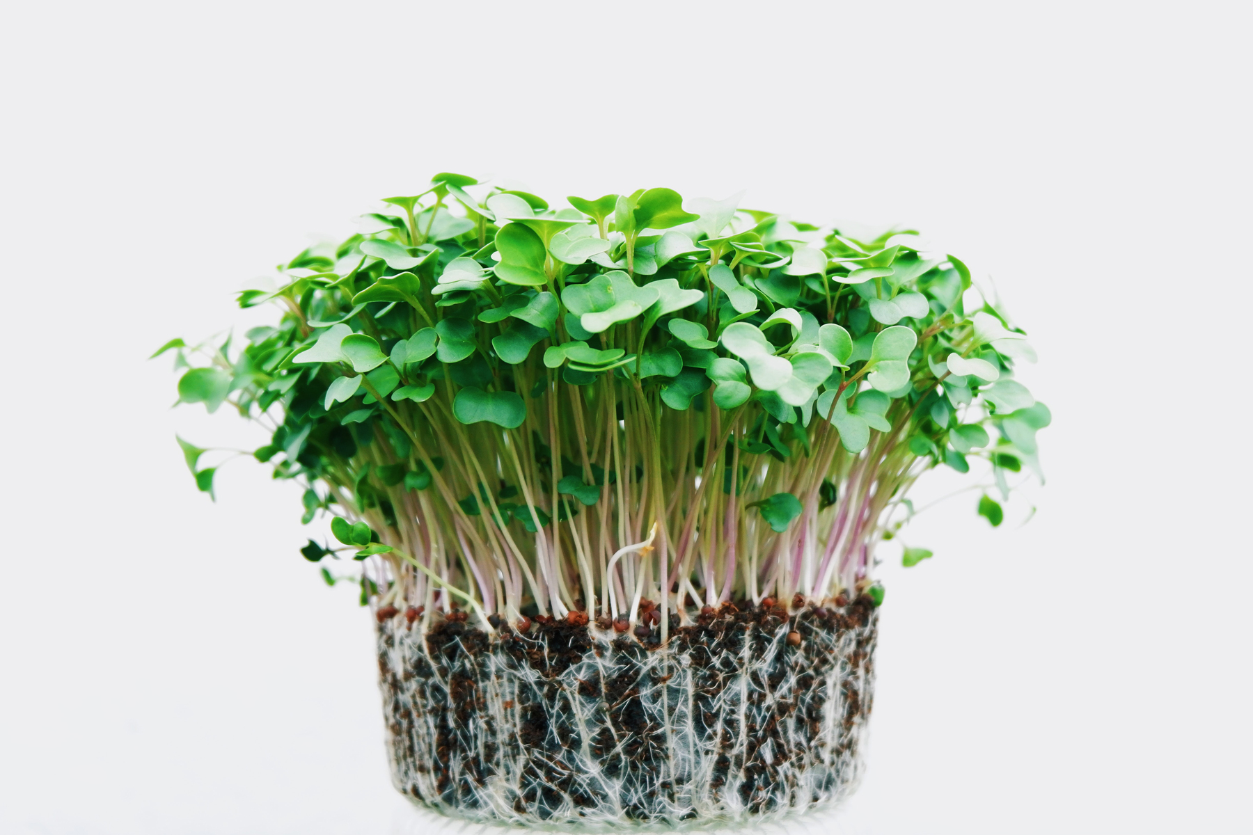 Sprout Sisters – Whole Foods for Whole People